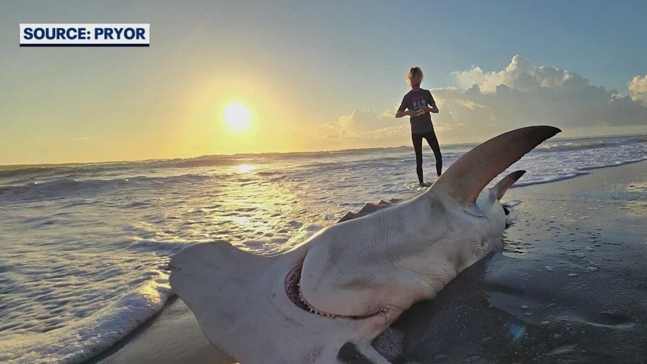 Massive hammerhead shark found dead on Satellite Beach | FOX 35 Orlando