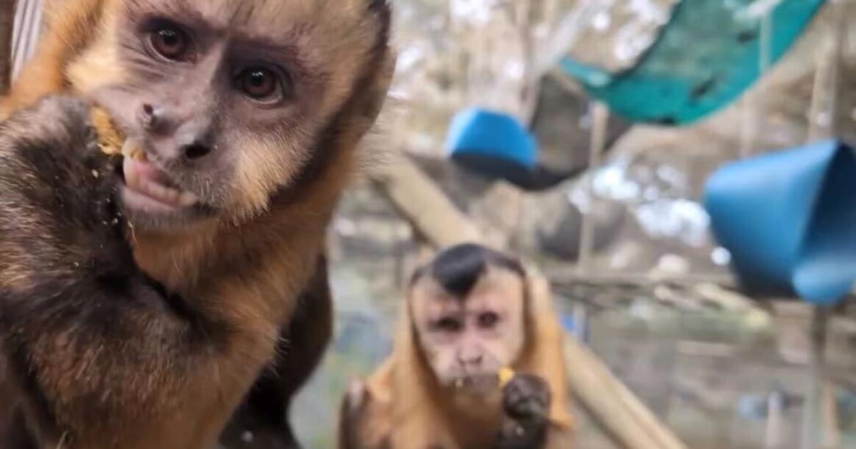capuchin monkey pet florida