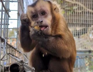 capuchin monkey pet florida