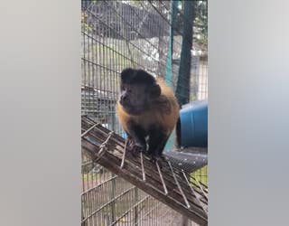 capuchin monkey pet florida
