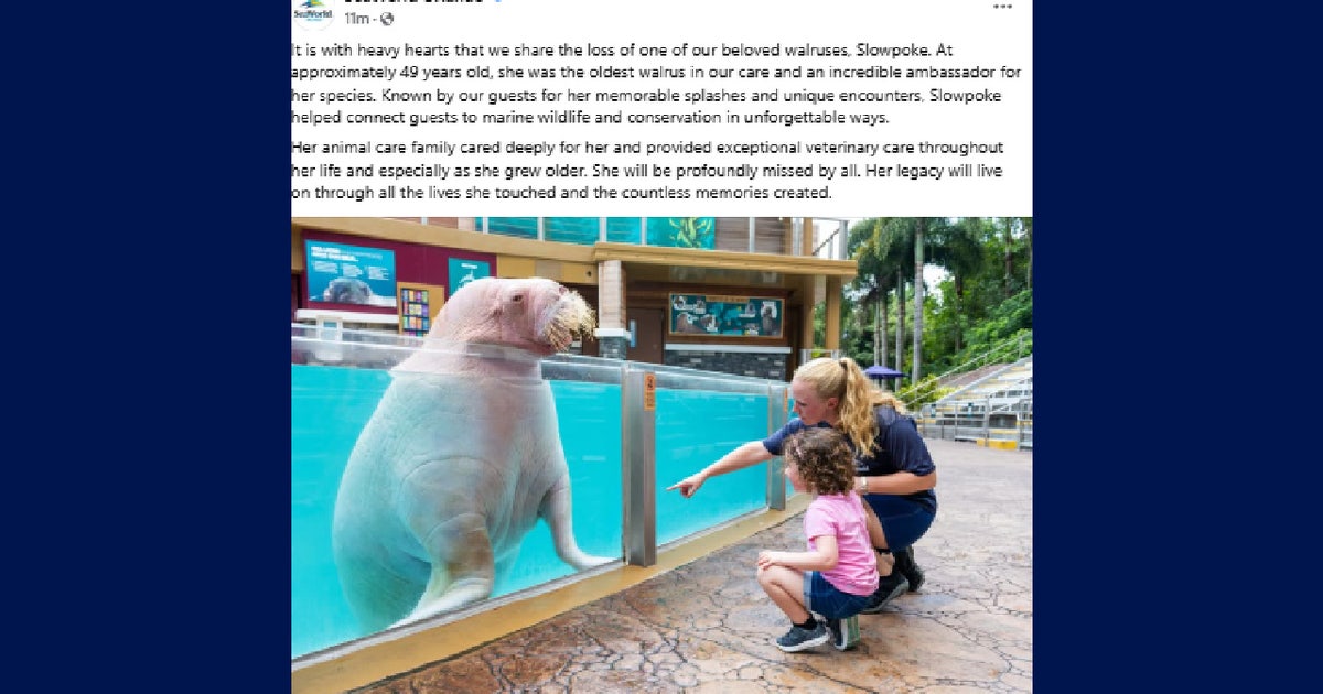 Slowpoke, oldest walrus at SeaWorld Orlando, dies | FOX 35 Orlando