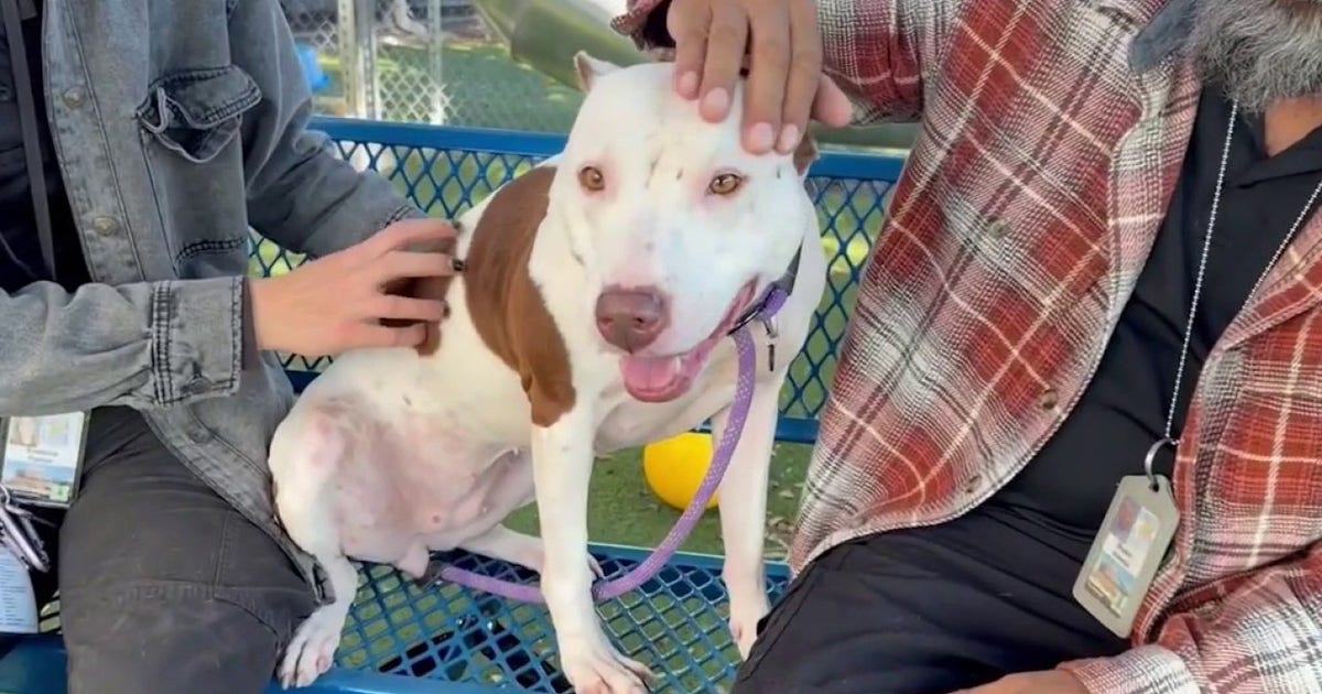 Florida animal abuse registry criticized as shelters say state list ...