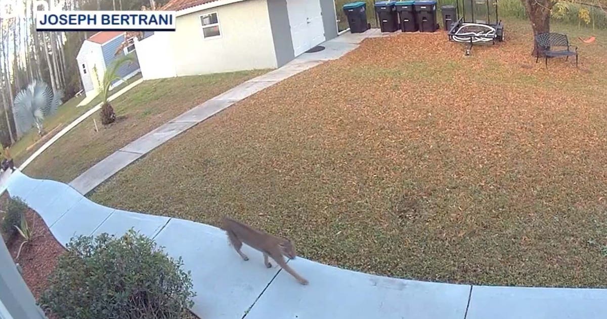 Bobcat spotted wandering through Orange County neighborhood | FOX 35 ...