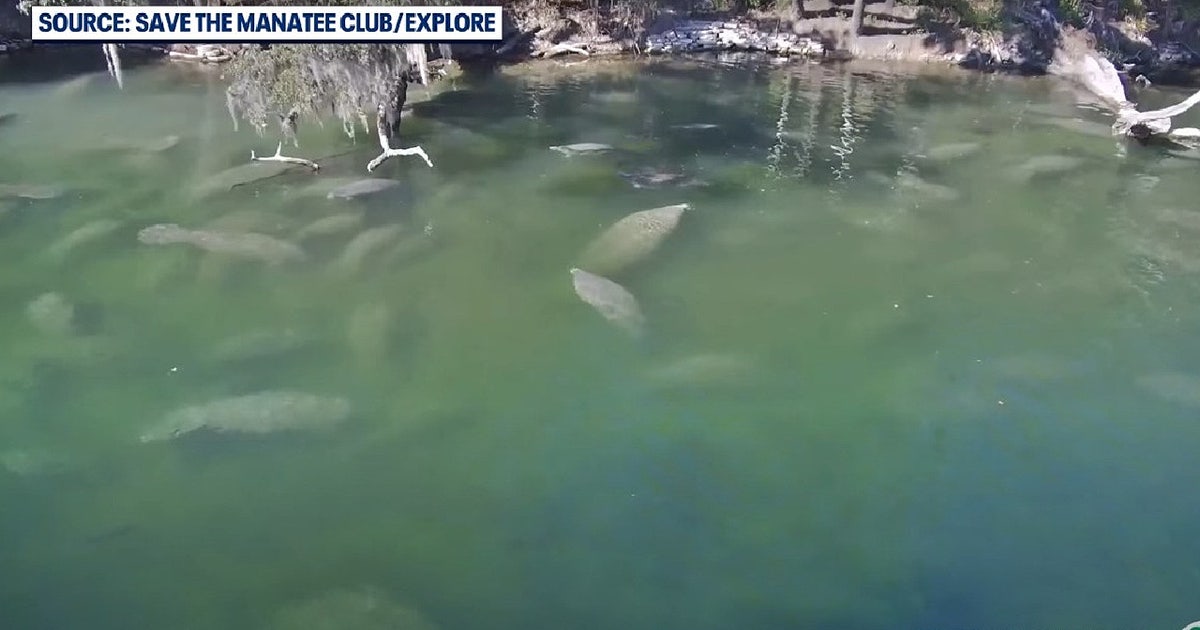 Hundreds of manatees seek refuge from the cold at Blue Spring State ...