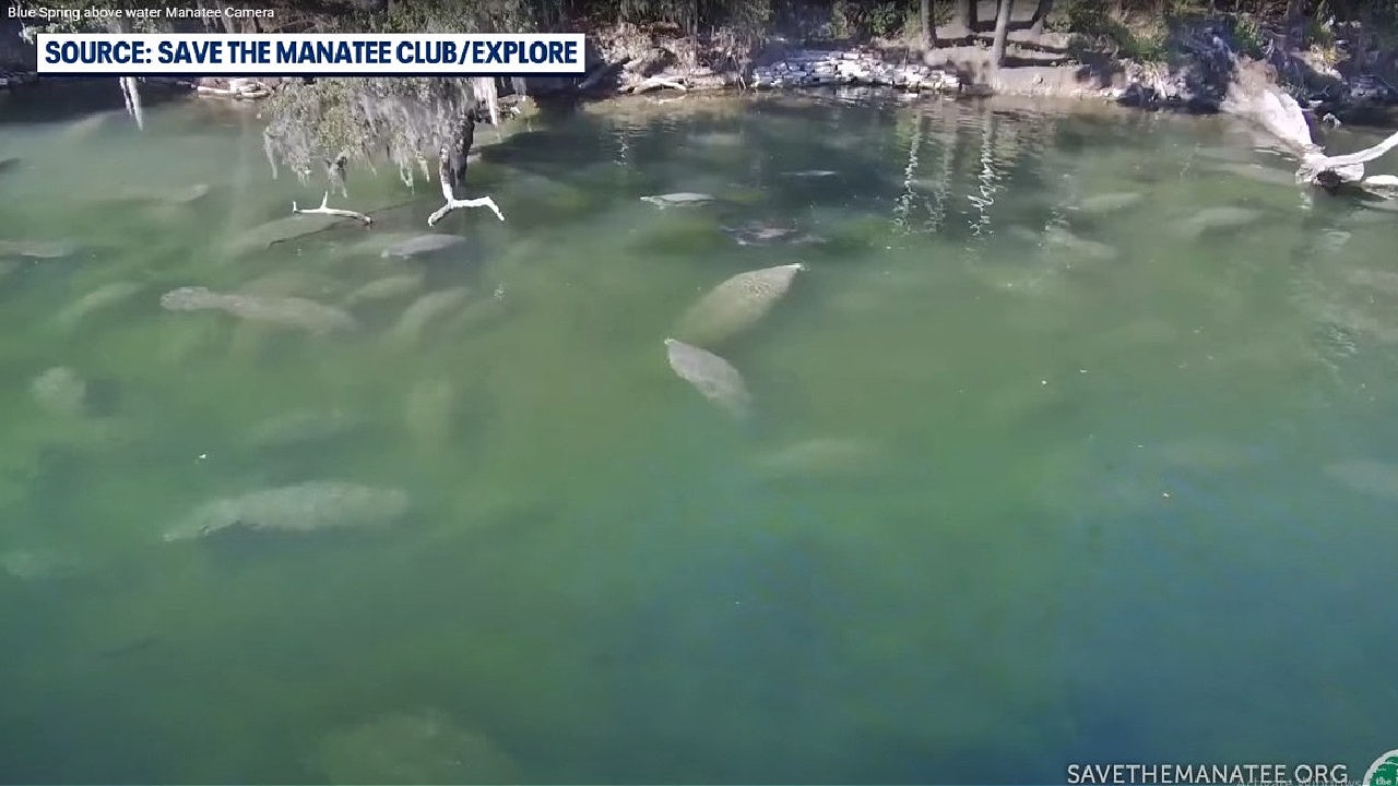 Cold snap sends manatees to Florida springs for winter warmth | FOX 51 ...