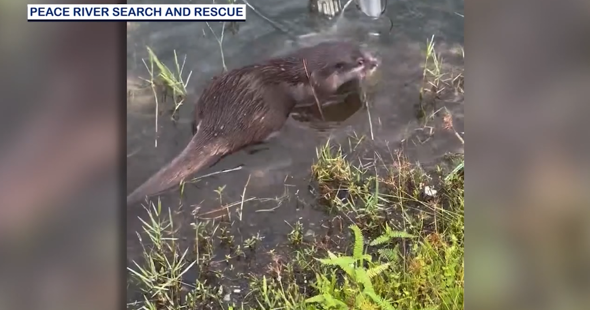 Trained otter aids detectives in search for missing Mount Dora mother ...