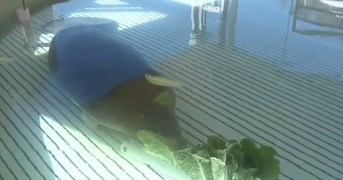 Manatee rescued from storm drain recovers at SeaWorld Orlando: Could ...