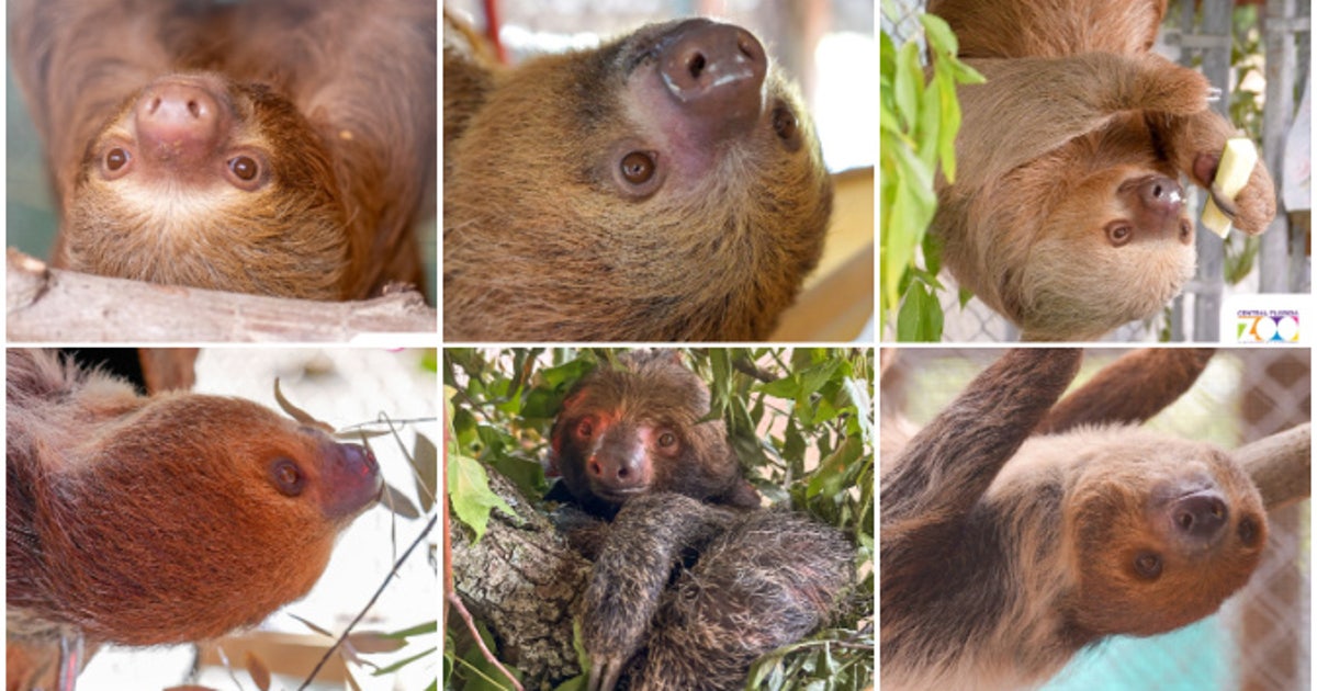 Meet the 9 Sloth World sloths at Central Florida Zoo: New photos, names ...