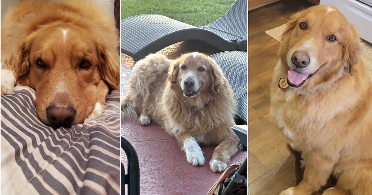Family visiting Central Florida says dog died after attack at Kissimmee ...
