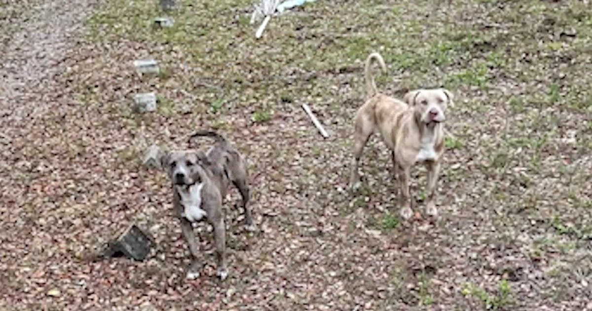 Dogs in deadly attack on Cocoa woman now in custody of Brevard County ...