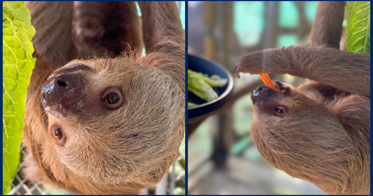 Willow, recued Sloth World Sloth, has died, zoo says | FOX 35 Orlando