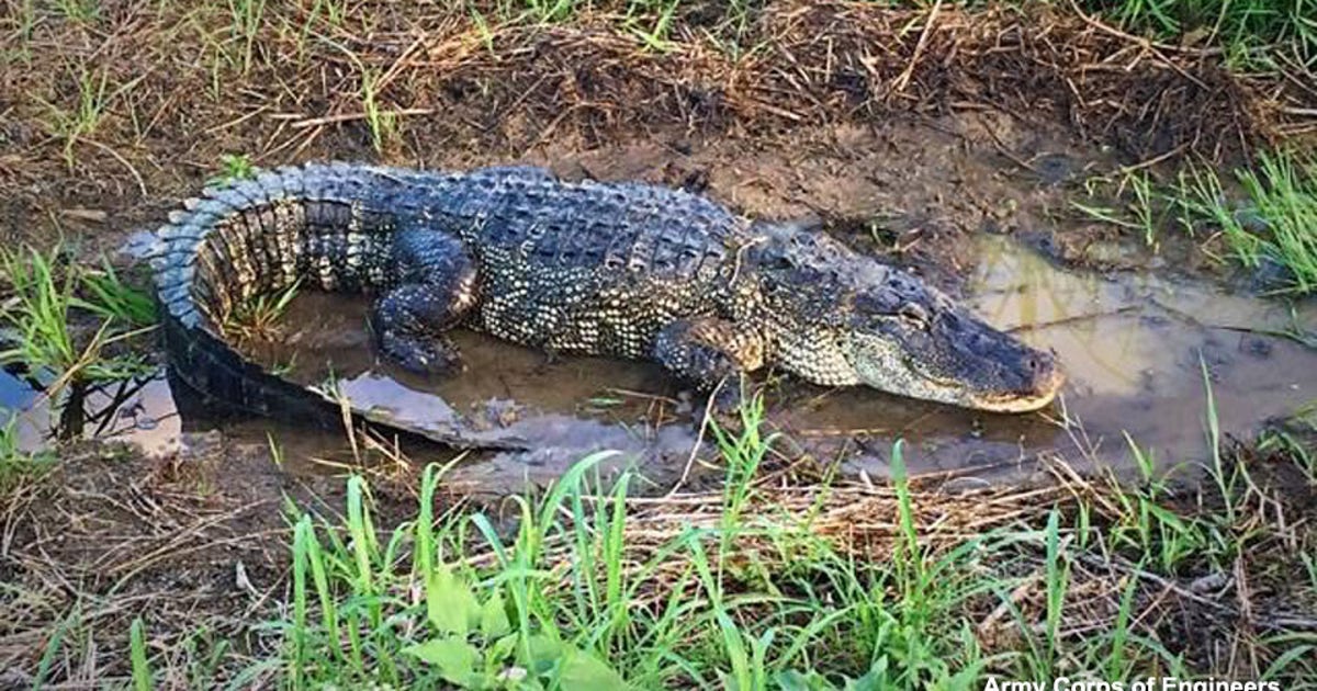 Alligator spotted in ditch near Lewisville Lake | FOX 4 Dallas-Fort Worth