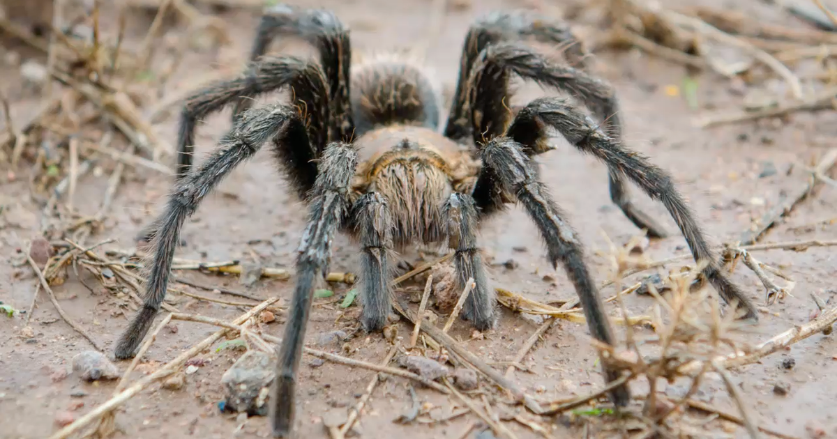 It's tarantula season again | FOX 4 Dallas-Fort Worth