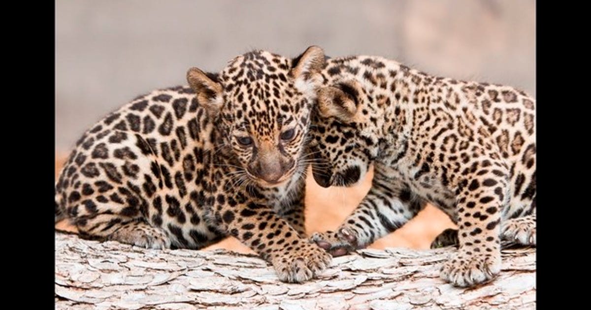 baby jaguar called cubs