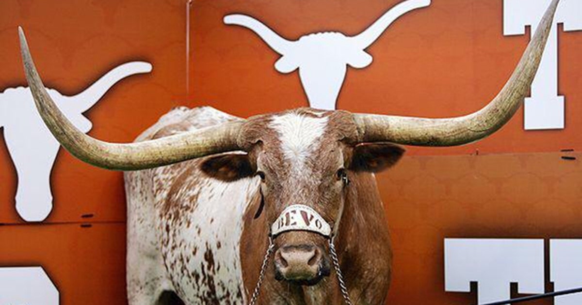 Texas Longhorn steer mascot Bevo XIV dies at 13 | FOX 4 Dallas-Fort Worth