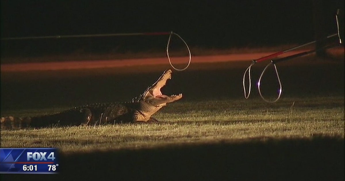 Alligator caught lurking outside Dallas school | FOX 4 Dallas-Fort Worth