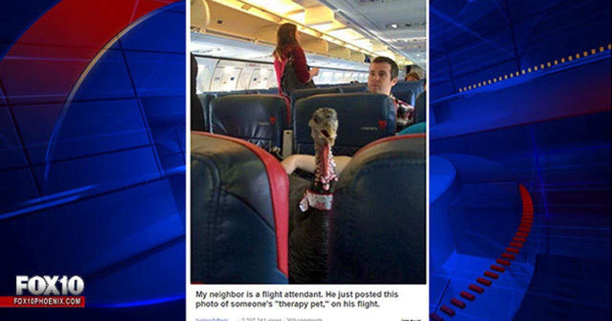 Flying turkey ruffles feathers about 'emotional support' animals on ...