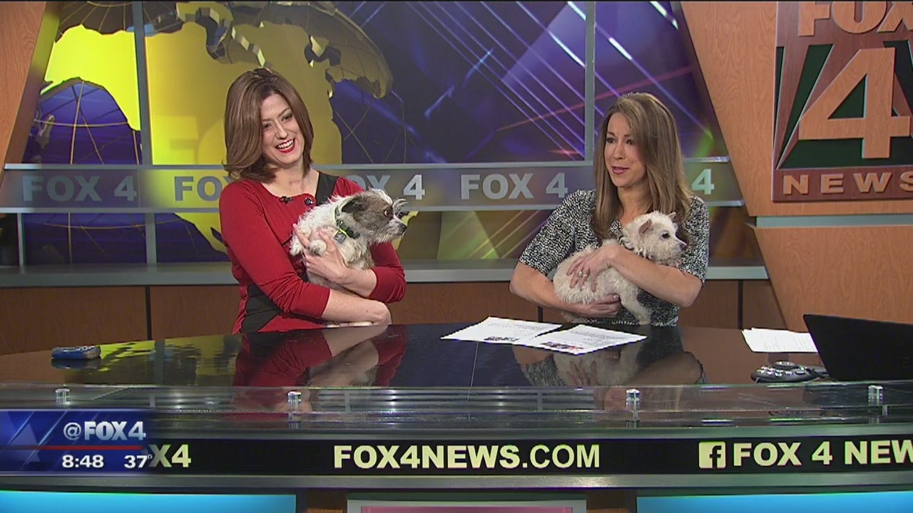 New from Operation Kindness: CeCe and Belle need new homes! | FOX 4 ...