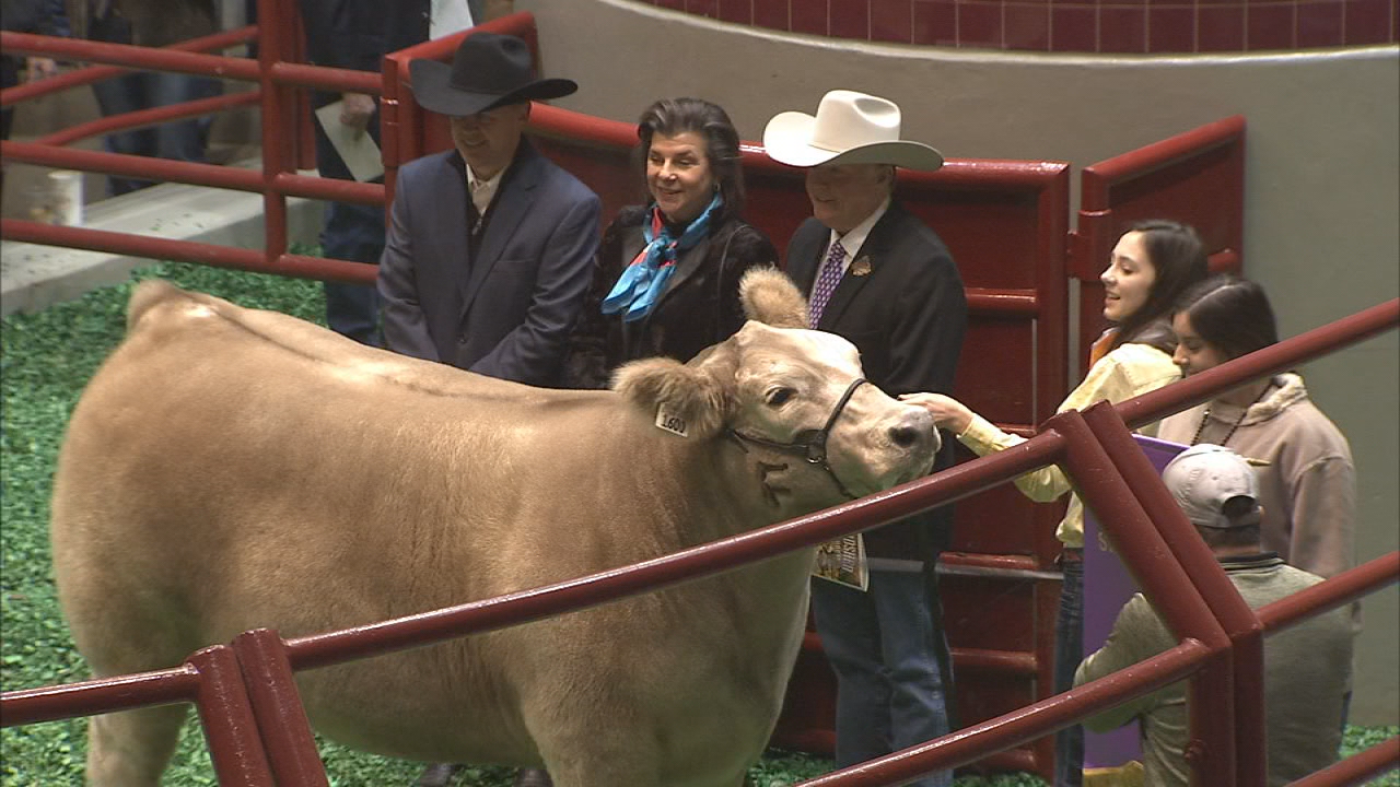 Fort Worth Stock Show & Rodeo Grand Champion Steer sells for $195,000 ...