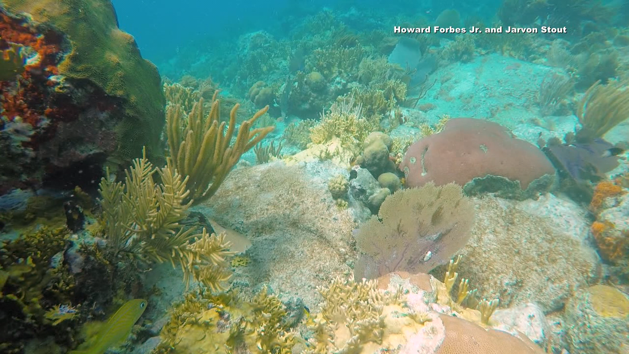 UT Arlington lab dives into coral reef research | FOX 4 Dallas-Fort Worth