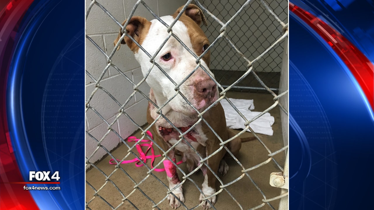 Animal cruelty investigation falls through the cracks at DPD | FOX 4 ...