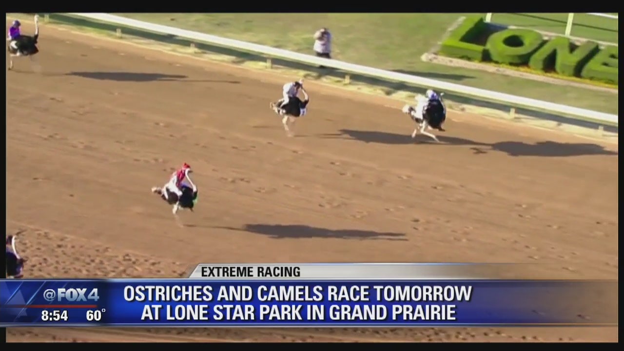 Extreme Racing with exotic animals at Lone Star Park | FOX 4 Dallas ...