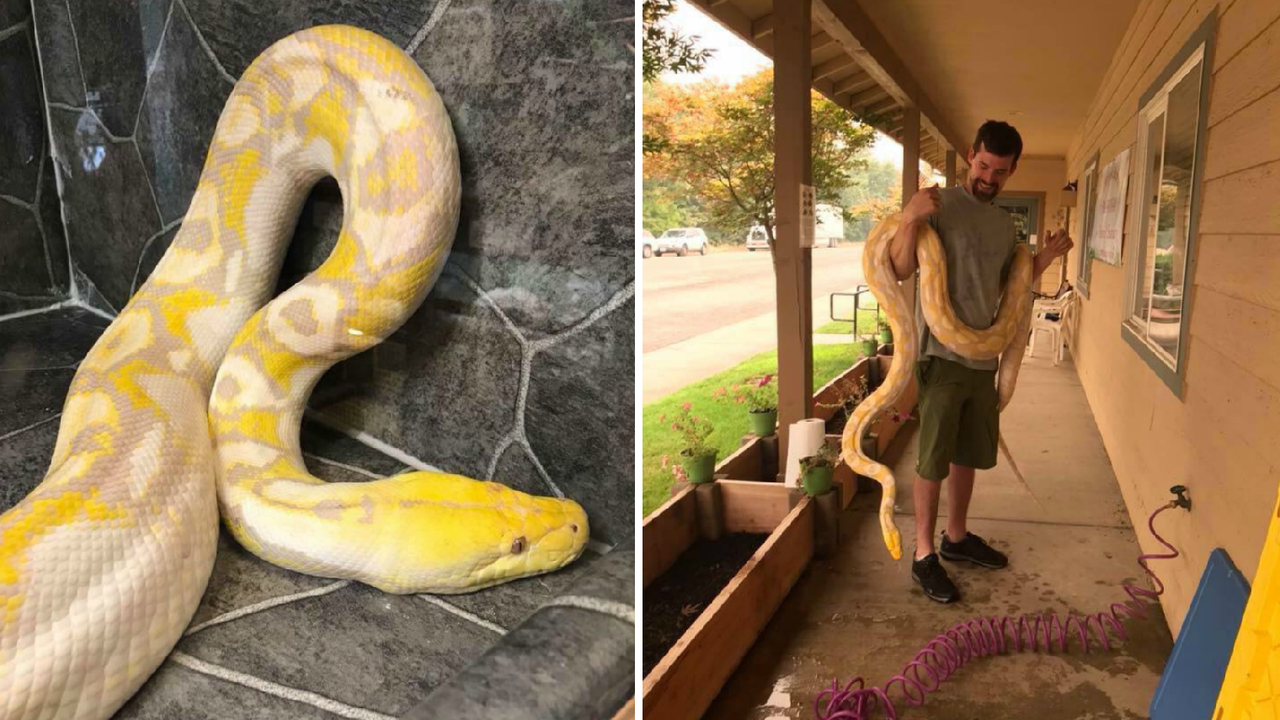 14 foot python escapes after Redding pet store is evacuated by Carr fire