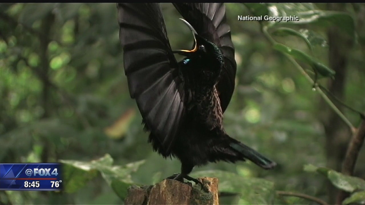 Birds of Paradise comes to Perot Museum | FOX 4 Dallas-Fort Worth