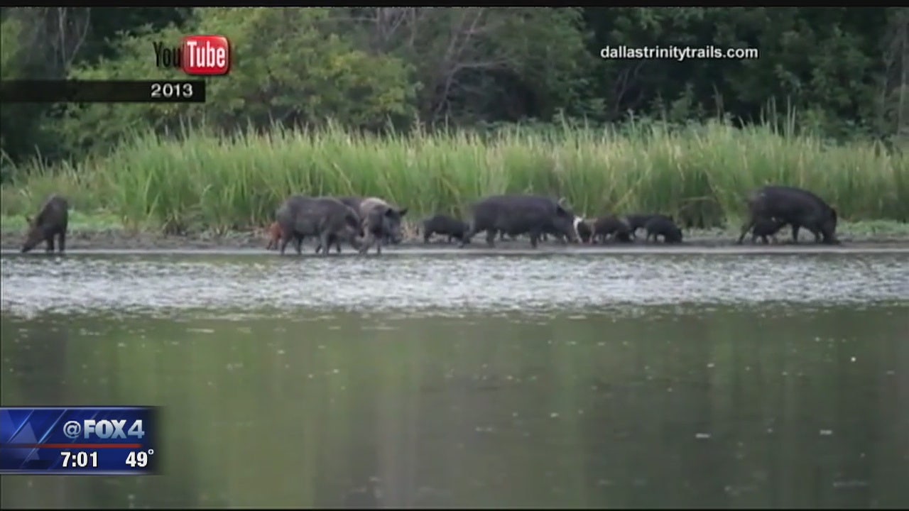 Texas turns to poison to control feral pig population | FOX 4 Dallas ...