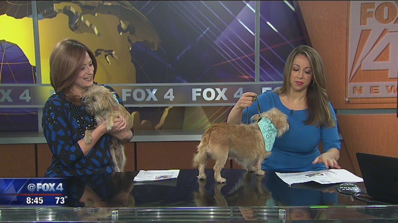 Coco and Lolo need forever homes! | FOX 4 Dallas-Fort Worth