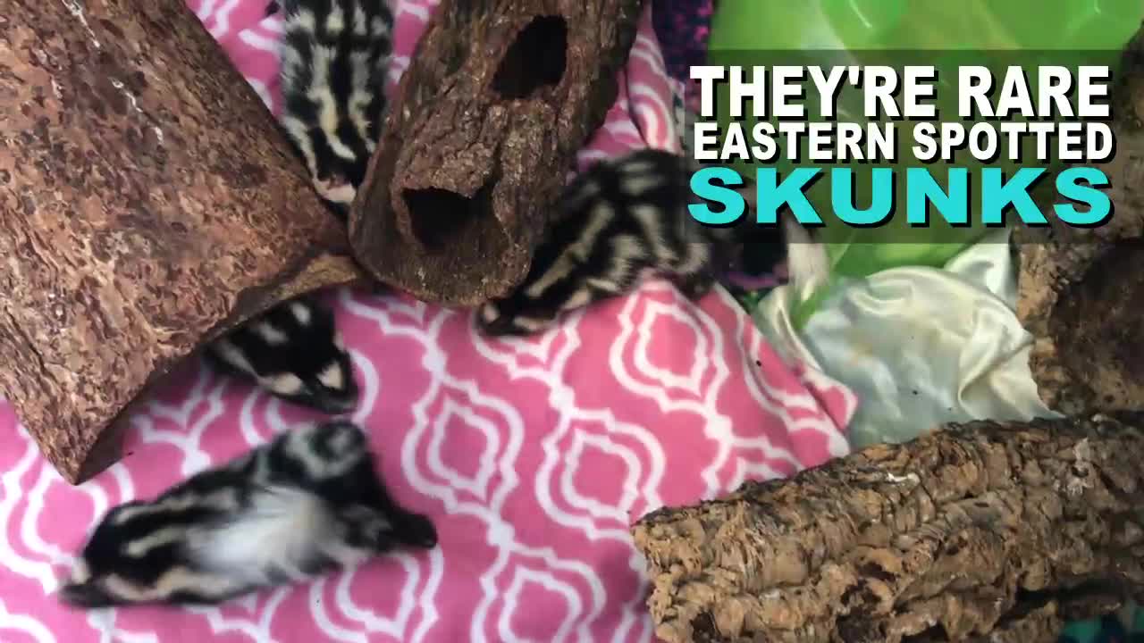 Five adorable orphaned baby skunks rescued