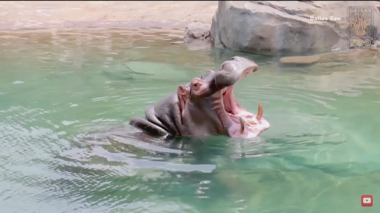 New hippo exhibit opens at Dallas Zoo | FOX 4 Dallas-Fort Worth