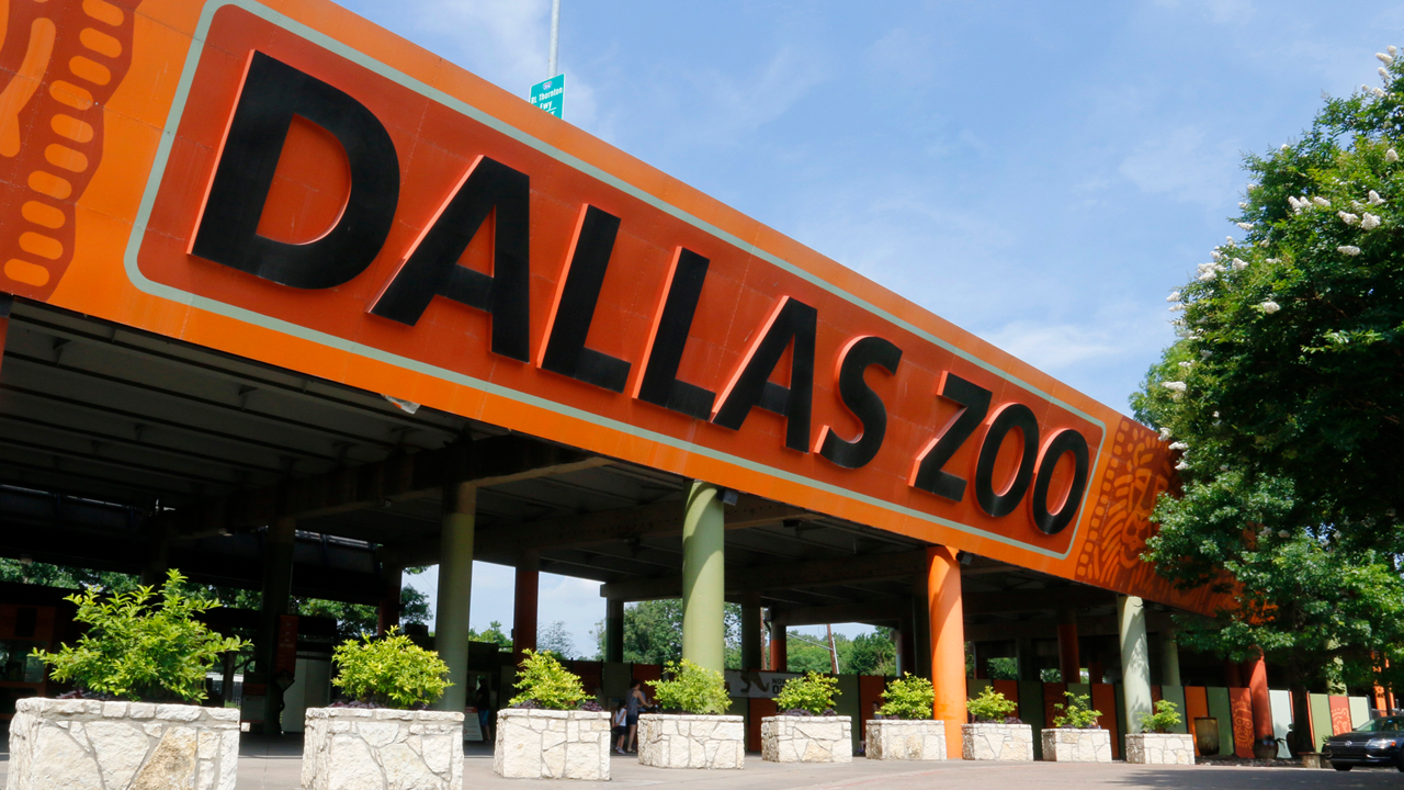 Dallas Zoo tickets are just $10 for Penguin Days | FOX 4 Dallas-Fort Worth