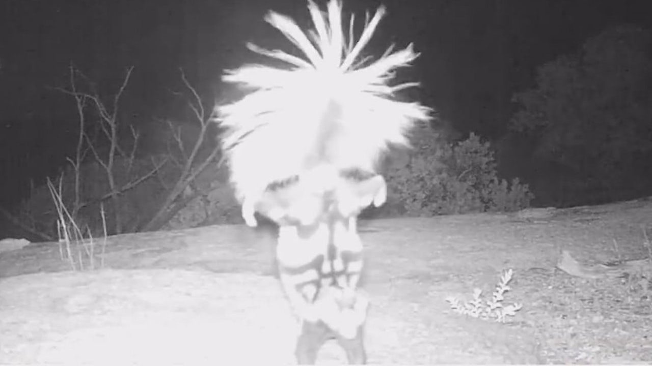 Skunk does handstand dance to scare away would-be aggressors | FOX 4 ...