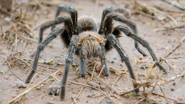It's tarantula season again | FOX 4 News Dallas-Fort Worth
