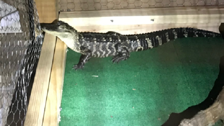 3-foot alligator found in Chester County home during drug search | FOX ...