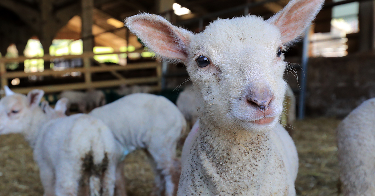 Award-winning lamb under investigation for performance-enhancing drugs ...