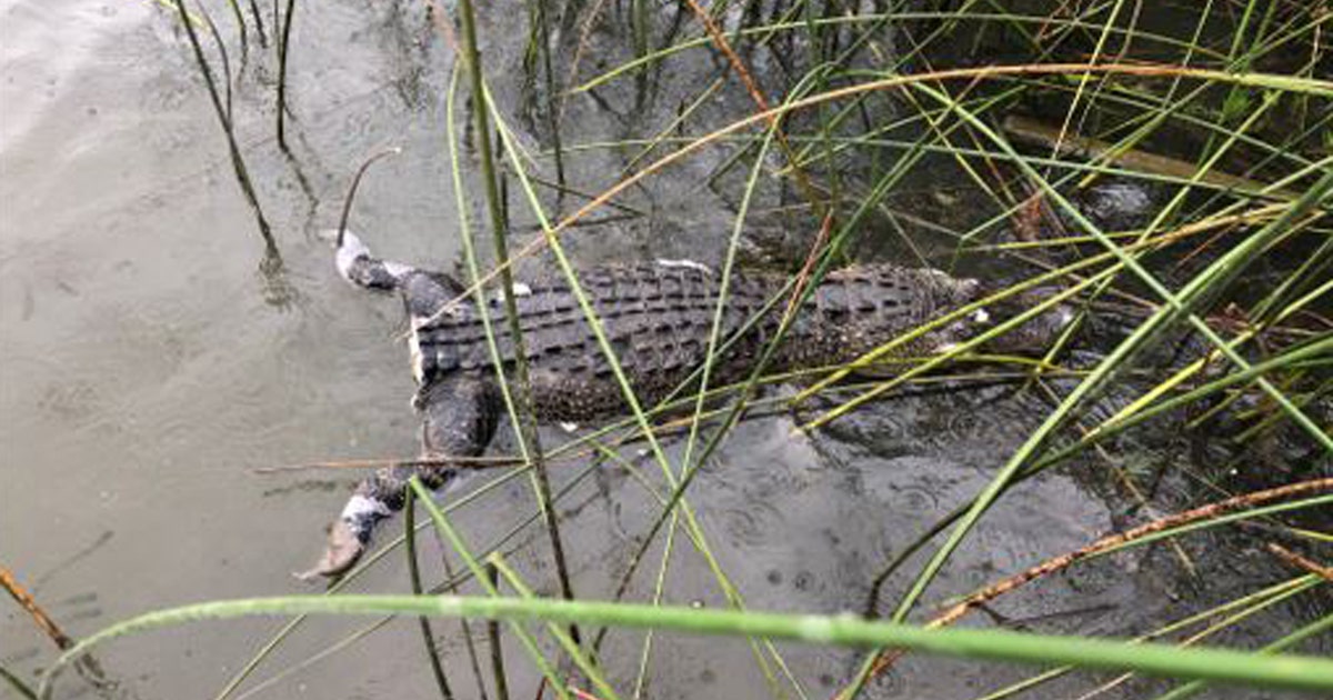 Game Wardens searching for person who cut off Lake Worth alligator's ...