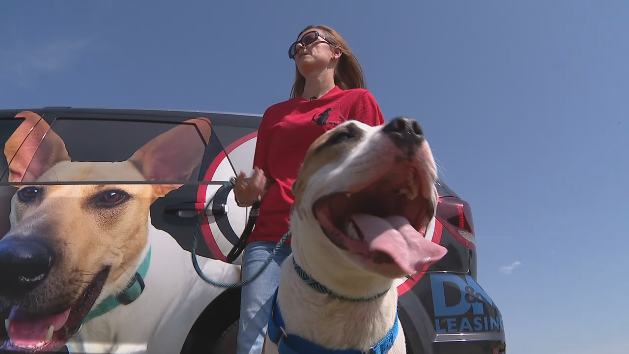 Animal rescues helping North Texas shelters provide care for injured ...