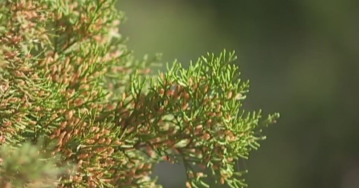 North Texas doctors give tips to deal with oppressive winter allergies ...