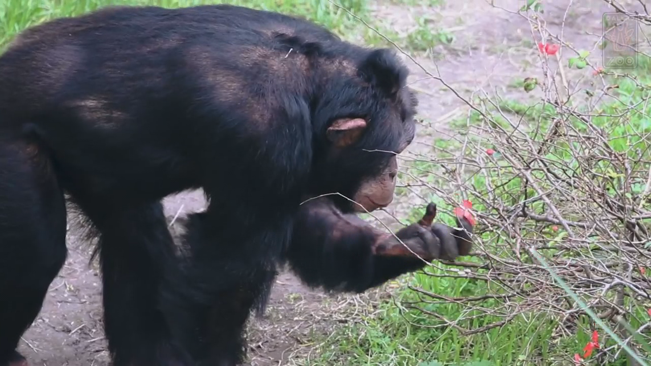Dallas Zoo introduces its newest chimpanzee, George | FOX 4 Dallas-Fort ...