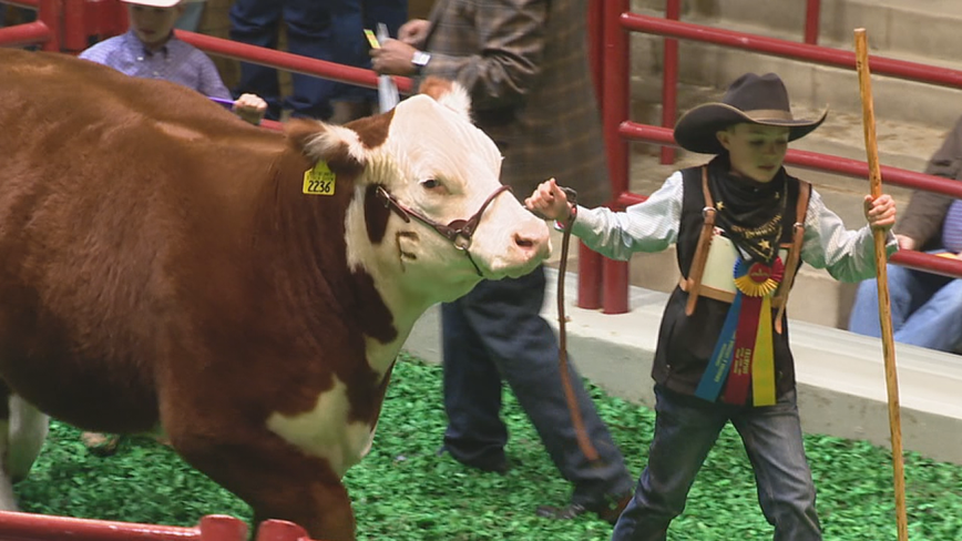 Grand Champion steer at Fort Worth Stock Show Junior Steer Show sells ...