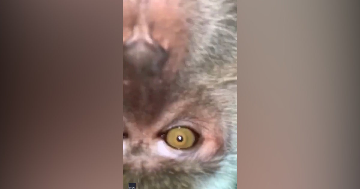 Man finds monkey selfies after mischievous primate steals phone | FOX 4 ...