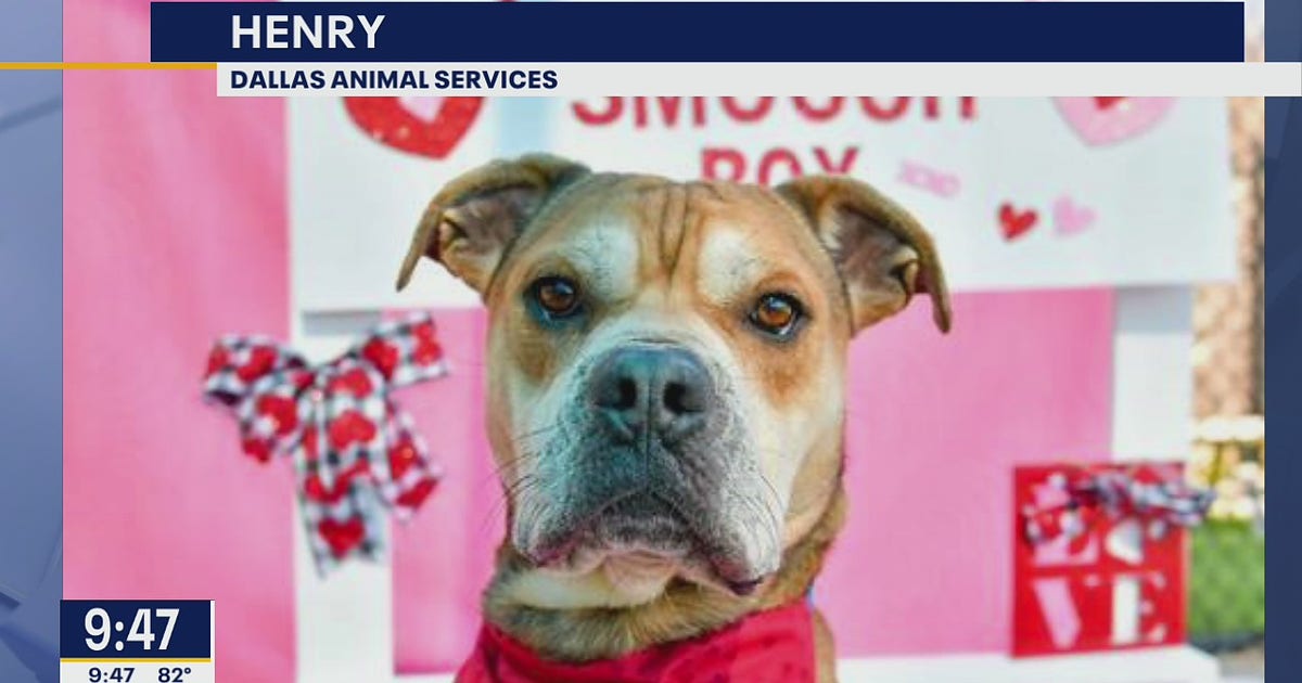 Dallas rescue dogs to be flown to Canada to find homes | FOX 4 Dallas ...