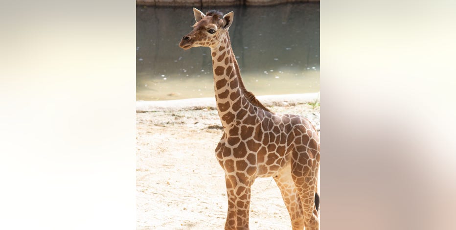 newborn giraffe euthanized