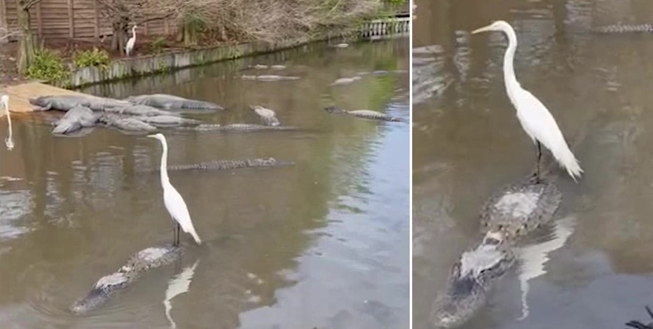 Fort Worth neighbors helpless as noisy, smelly egrets invade their ...
