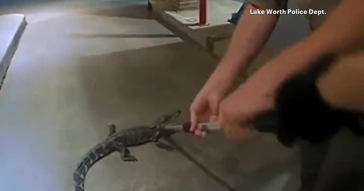 Lake Worth police catch alligator near bank ATM | FOX 4 Dallas-Fort Worth