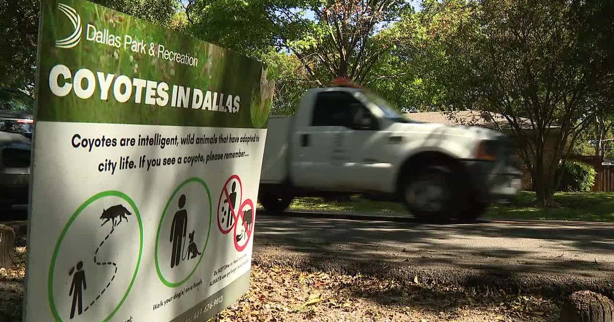 City of Dallas unveils new mapping tool to help track coyote sightings ...