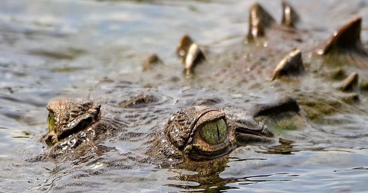 Legendary 14-foot crocodile dubbed 'Croczilla' spotted in Florida ...