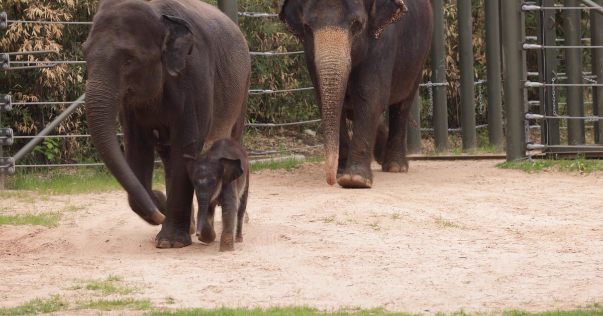Fort Worth Zoo's baby elephant makes public debut | FOX 4 Dallas-Fort Worth
